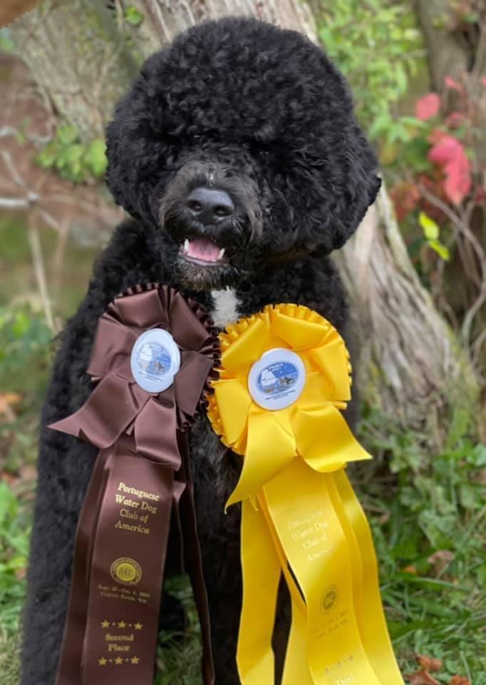 PWDCA HLD Dog Detail - PWDCA HLD